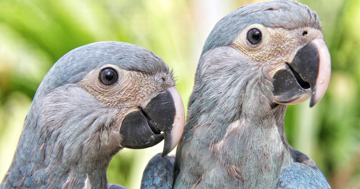 Zending met zeldzame papegaaiensoort brengt roofvogelhandelaar uit ...