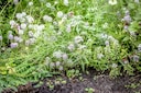 Doe zoals An (58), laat een ‘coach’ je tuin omvormen tot een groene ...