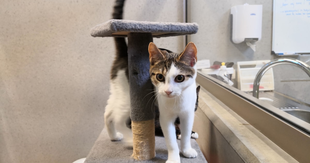 Dierenasiel Ganzeweide in lockdown door uitbraak kattenziekte | Regio ...