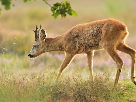 Dode ree zonder kop aangetroffen in Kluisbergen: “Vermoedelijk onthoofd ...