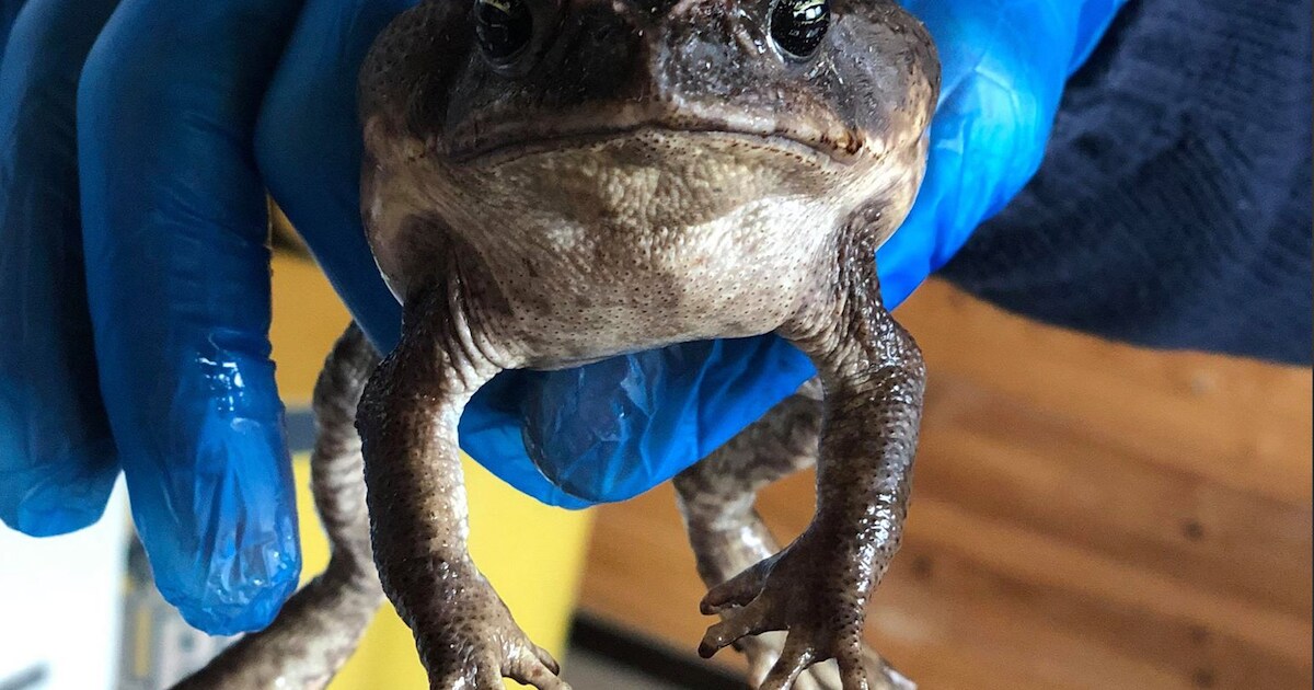 Opvallende verstekeling: Reuzenpad vaart van Zuid-Amerika naar onze ...