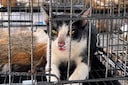 Vietnamese politie redt meer dan 400 gestolen katten uit de klauwen van ...