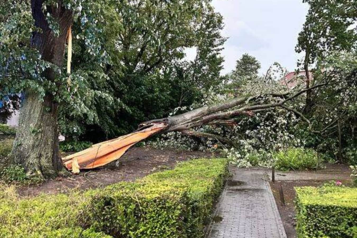 Bliksem splijt boom in twee op Geraardsbergsesteenweg in Melle | Foto ...