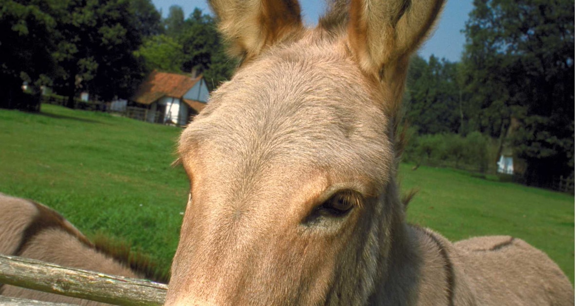Muilezel laat niets meer van zich horen: “Ervan uitgaan dat ze ...