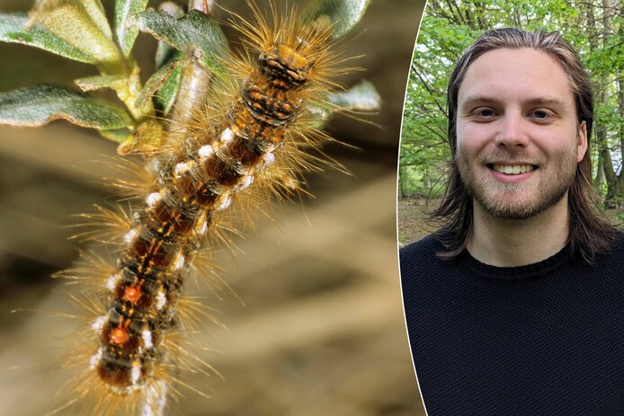 Spot je deze rups op een wandeling door de duinen? Blijf er vooral van ...