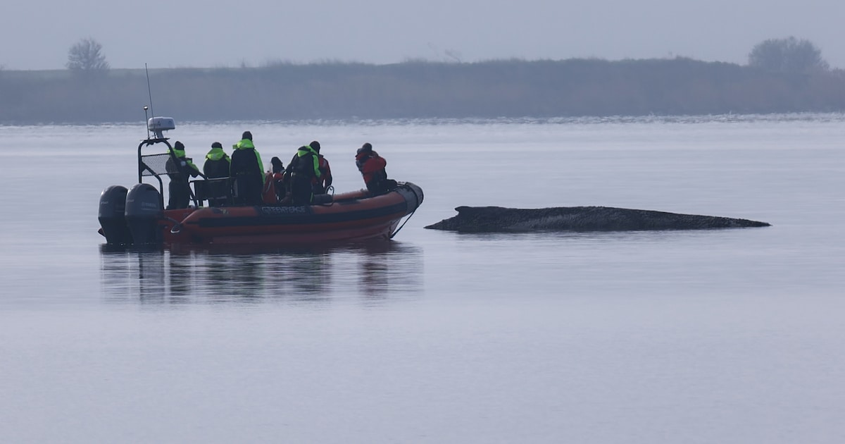 Duitsland zet reddingsoperatie voor gestrande walvis stop: “Dier heeft ...