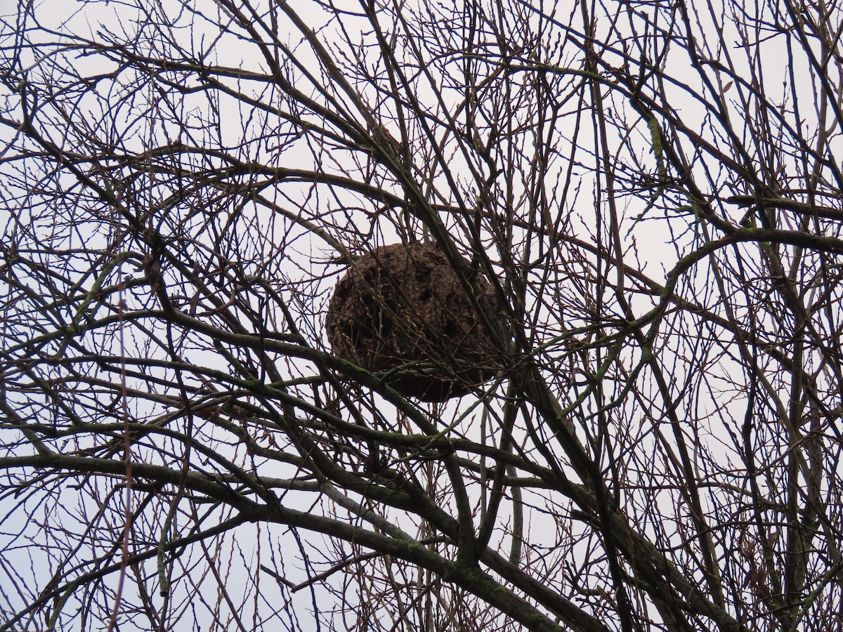 Liv en dochter Mette vinden gigantisch nest van Aziatische hoornaar in ...