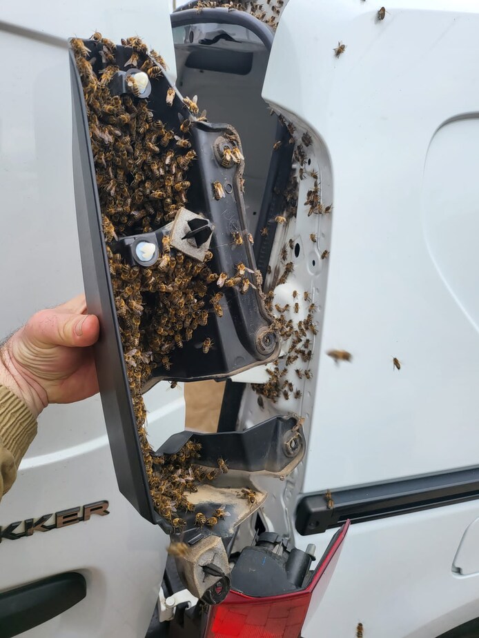 Imker Nicky verlost auto van meer dan 30.000 bijen: “Ik ben al 13 jaar ...