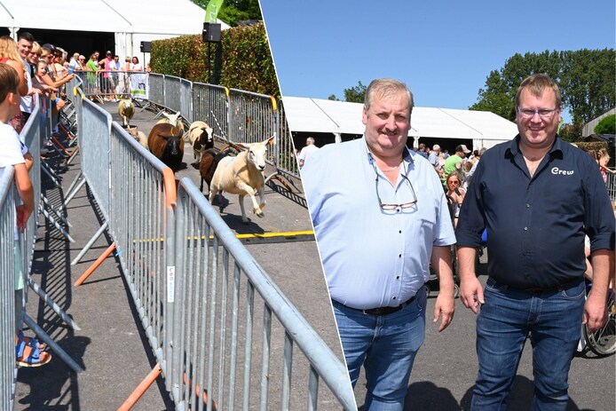 KIJK. Ondanks commotie gaat schapenkoers in Bekegem gewoon door: “Een ...