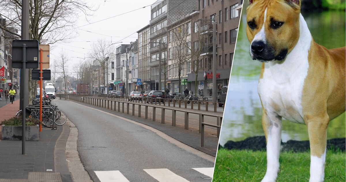 Politie schiet hond dood die baasje én agenten aanvalt in Mortsel ...