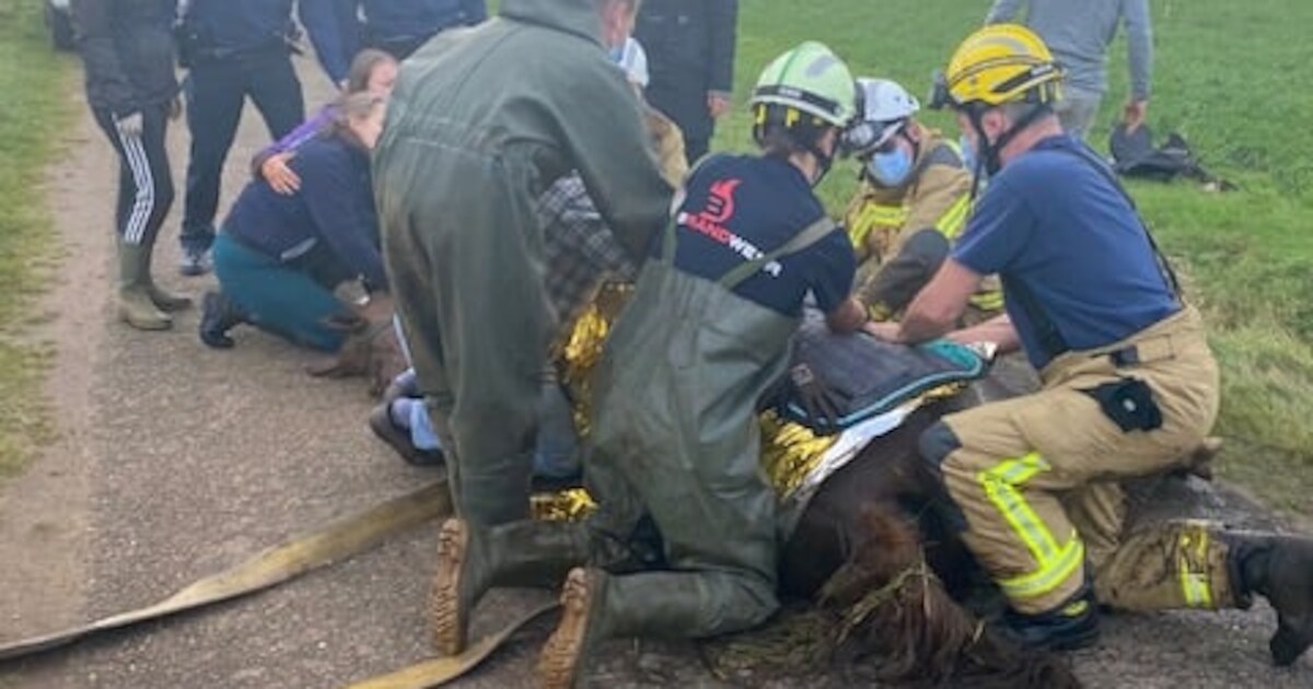 Brandweer redt paard uit gracht | Kapellen | hln.be