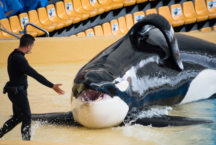 Wereldberoemde orka Keto gestorven in dierenpark op Tenerife: “Wilde ...