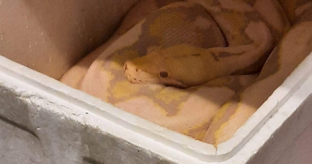 Politie vindt tijgerpython in doos in Bonheiden: “Wie heeft iets opgemerkt?” | Bonheiden | hln.be