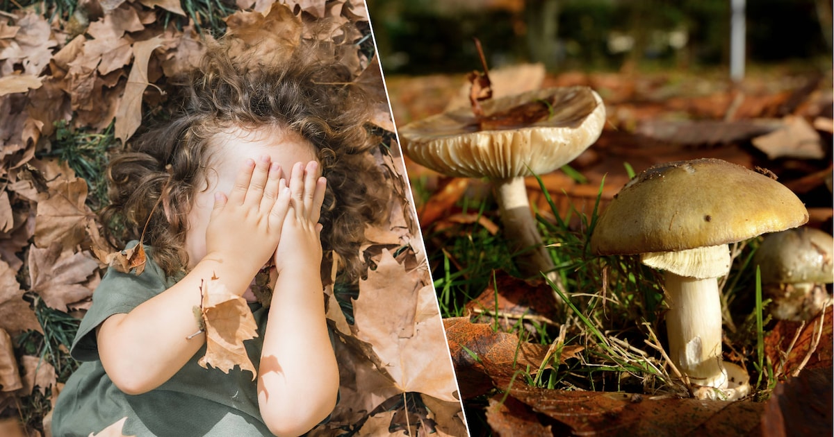 Drie Duitse kinderen in levensgevaar na eten van giftige paddenstoelen ...