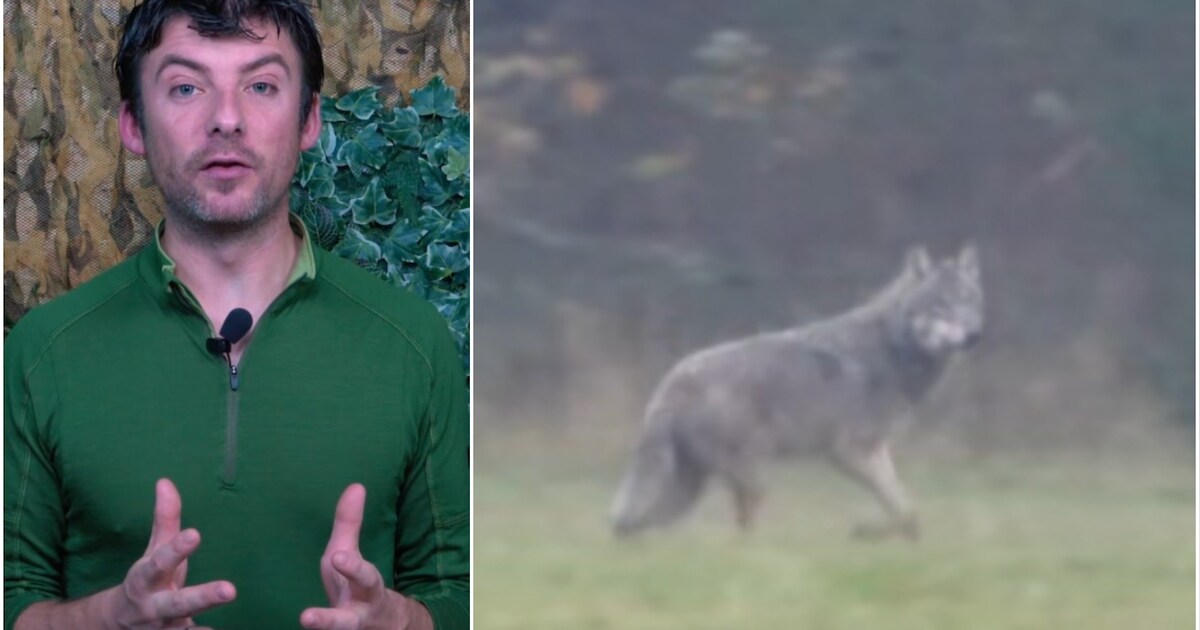 UNIEKE BEELDEN. Bioloog filmt speelse wolf die op muizen jaagt: “Blij ...