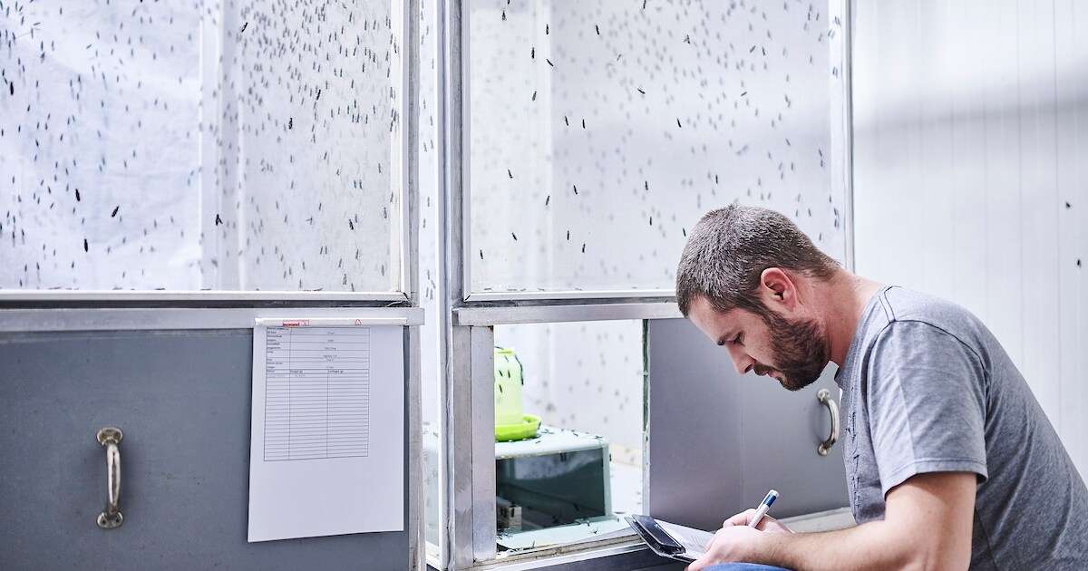 Inagro's innovaties in insectenkweek krijgen Europese erkenning ...