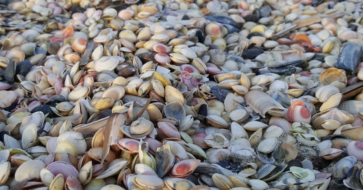 'Nonnetje' meest gevonden schelp op Schelpenteldag | Binnenland | HLN.be