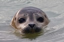 Op stap met NorthSealTeam, de ‘bodyguards’ van de zeehonden aan onze ...