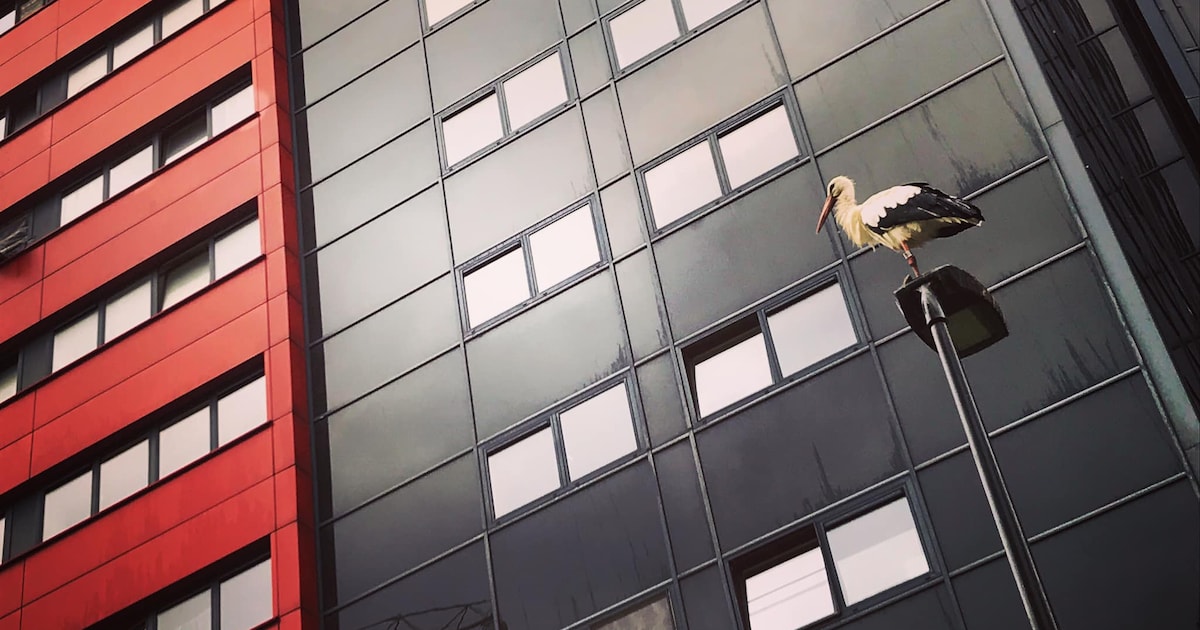 Hij is terug! Ooievaar landt al bijna 20 jaar op precies dezelfde plek in Gent | Gent | HLN.be