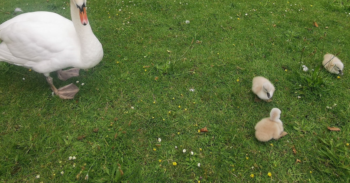 KIJK. Drie pluizige nieuwkomers in Brugge: zwanenkoppel laat kuikens ...