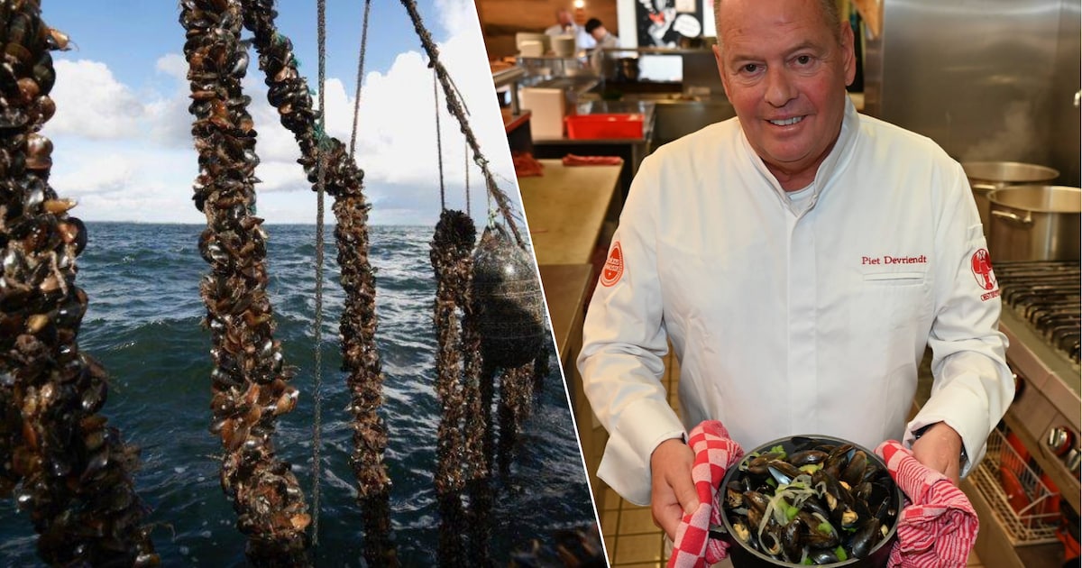 KIJK. Chef Piet Devriendt enthousiast over de eerste Deense ...