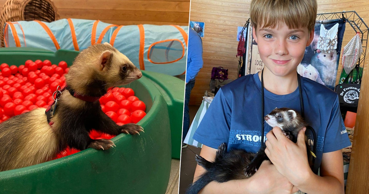 Hier komen fretten en hun baasjes maandelijks samen om te spelen in een ...