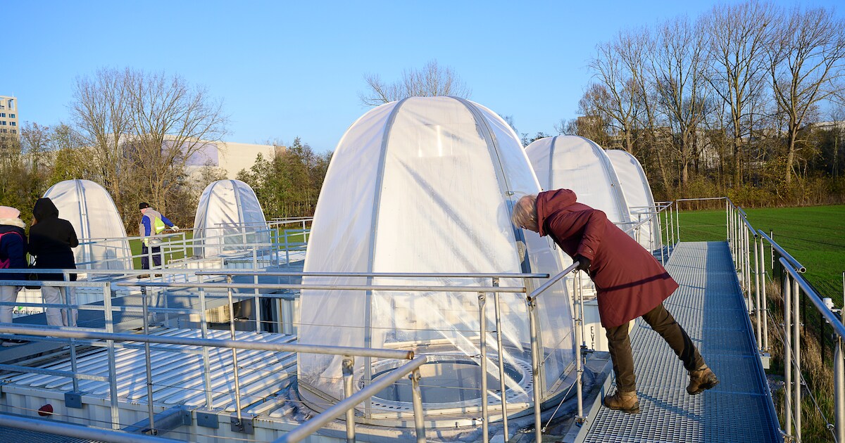 Futuristische opstelling in Wilrijk van dichtbij bekeken: Groen bood ...