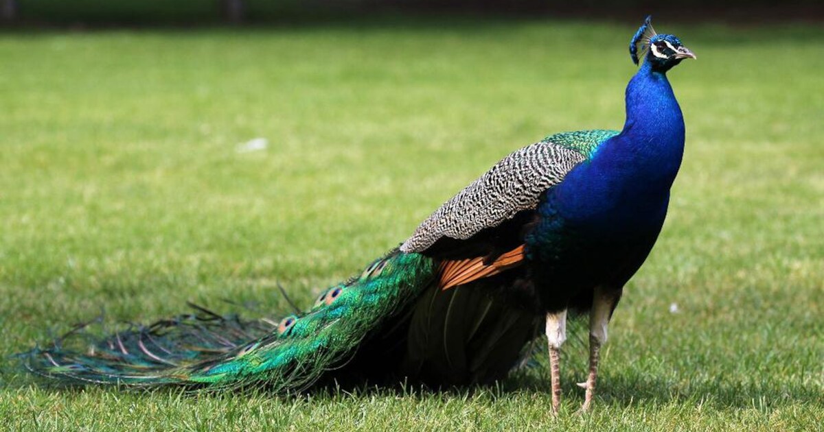 Vangactie van luidruchtige pauwen in Wellen was nog niet afgerond, en toen... “De helft is op ...
