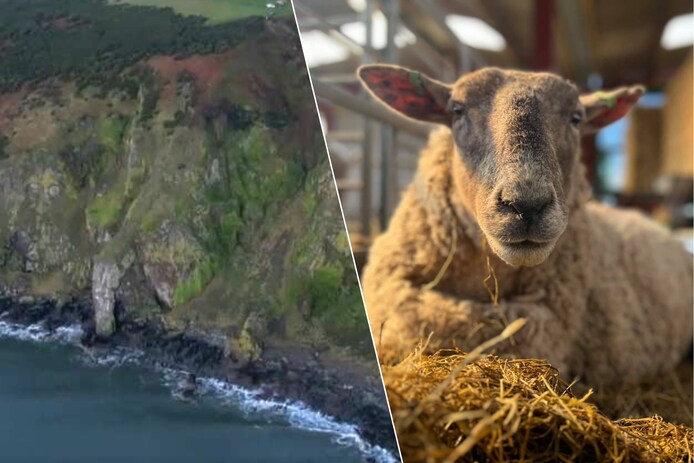Hoe gaat het nu met “het eenzaamste schaap van Groot-Brittannië” na ...