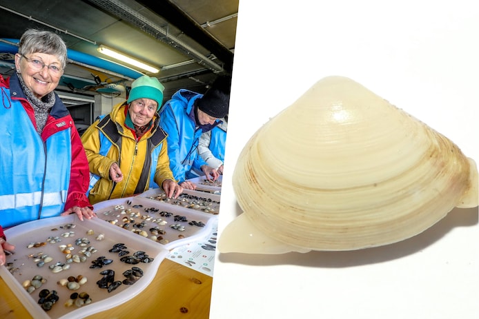 Halfgeknotte strandschelp grote ‘winnaar’ van de Grote Schelpenteldag ...
