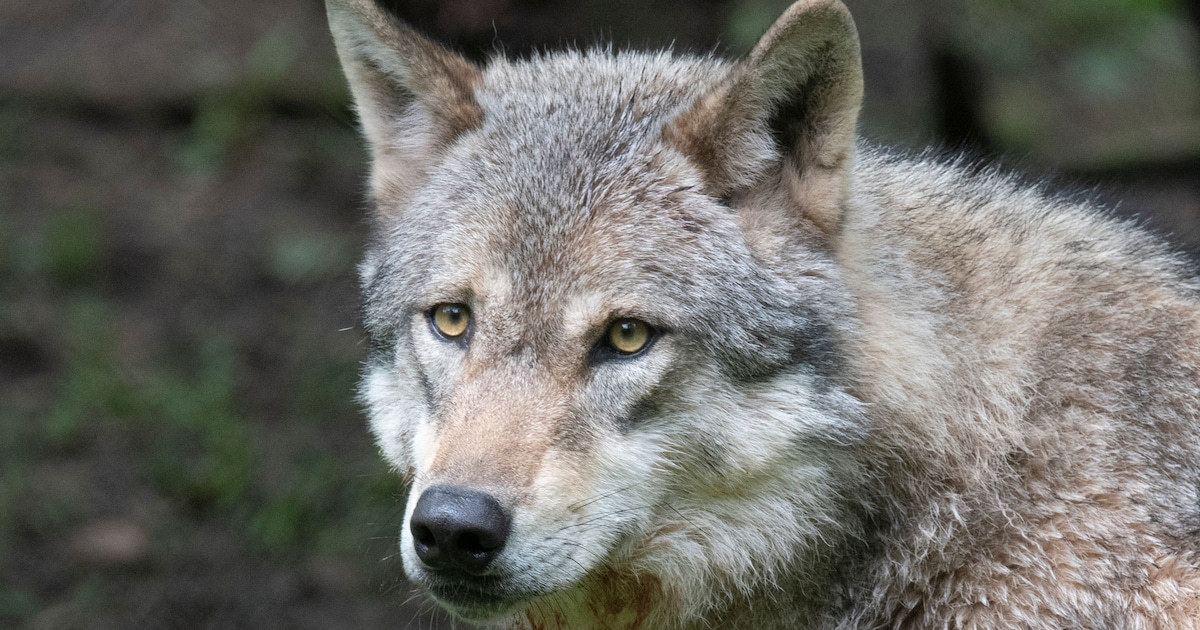 Belgische wolf gespot in Duitsland: dier stamt af van roedel Hoge Venen ...