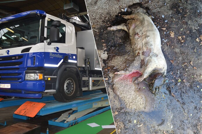 Dood varken blijft al week op boerderij liggen: “De geur is echt ...