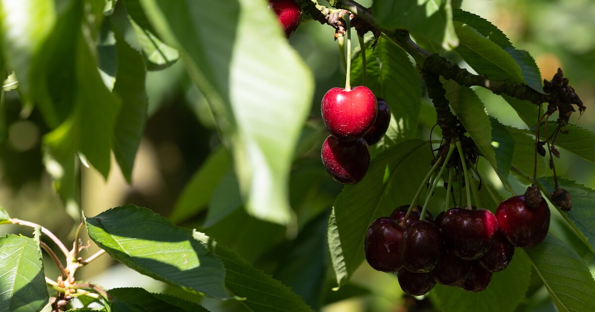 Dieven trekken naar fruitteler en worden betrapt met 33 kilogram kersen ...