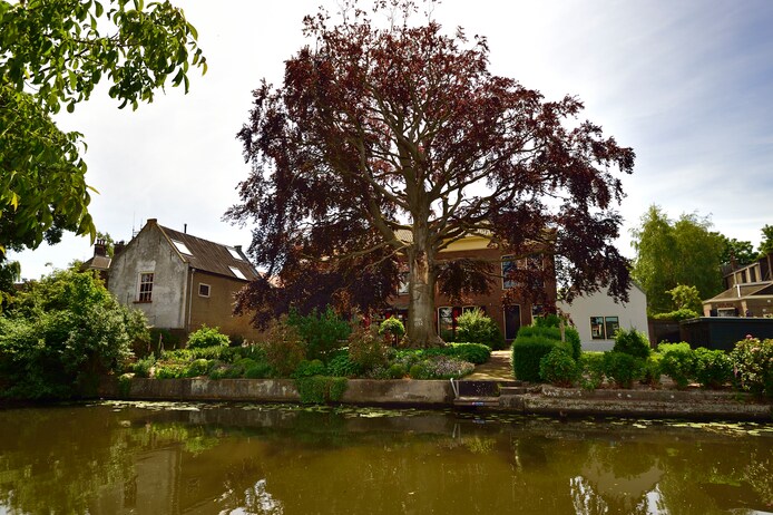 Einde van een tijdperk: oudste rode beuk van Nederland (331 jaar ...