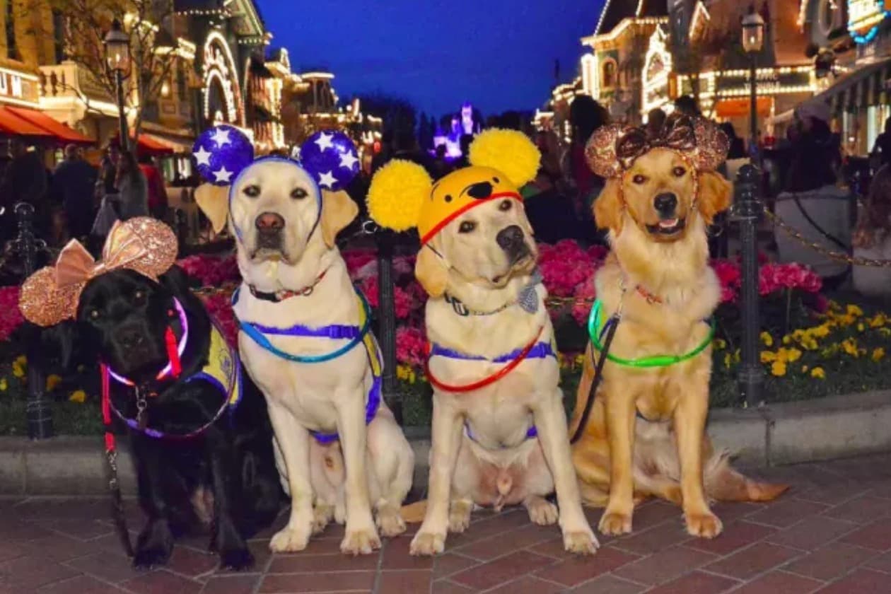Zo schattig: geleidehonden gaan een dagje naar Disneyland | Foto | hln.be