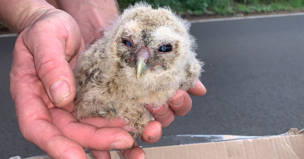 Wildlife Taxi Team zoekt vrijwilligers om gewonde dieren te vervoeren ...