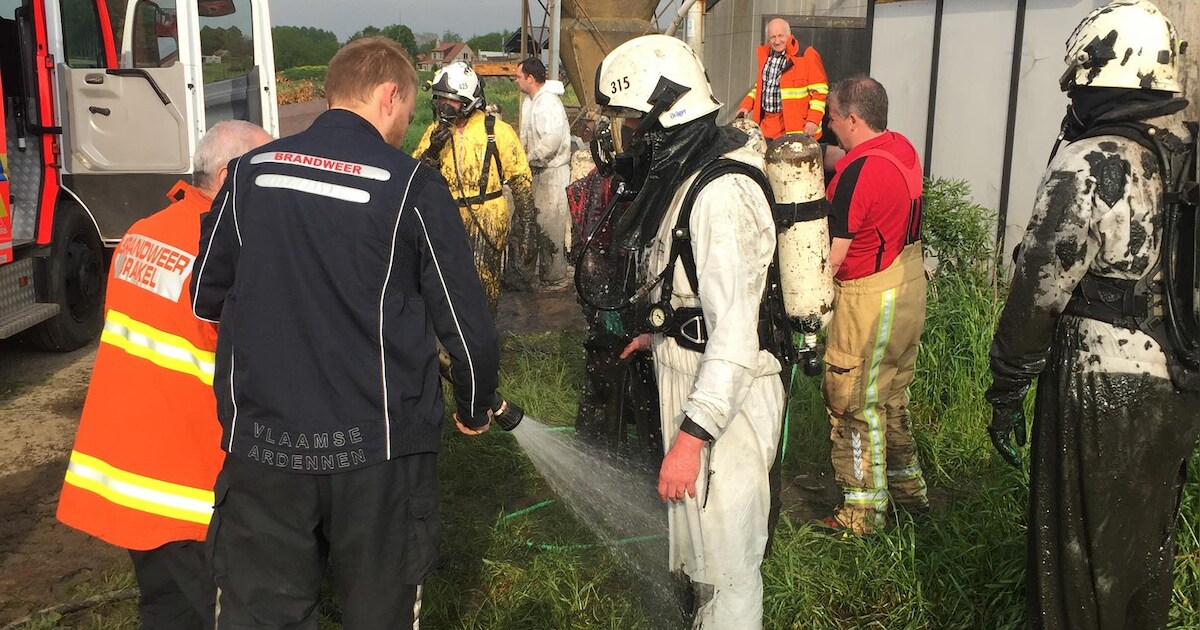 Brandweer redt veertien varkens uit aalput | Brakel | hln.be