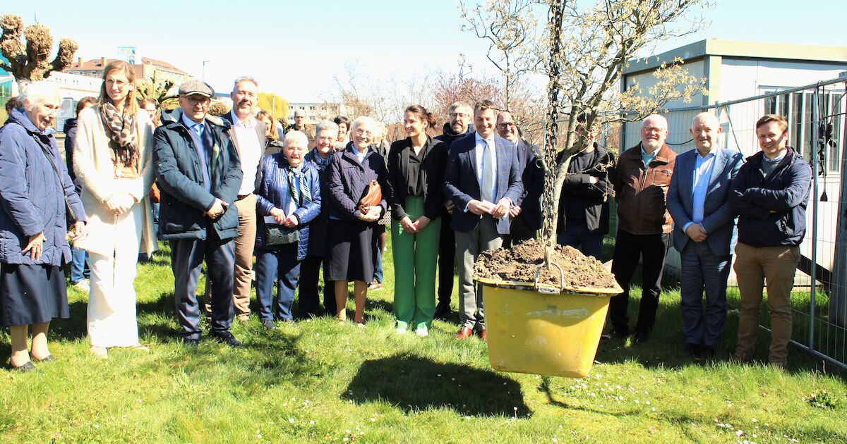 Werken Glorieux plant alvast de meiboom op de nieuwbouw van het Centrum ...