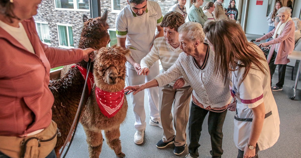 IN BEELD Alpaca’s brengen bezoekje aan wzc De Vlinder: “Zo zacht, zeg ...