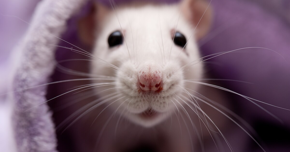 Duitse vrouw woont samen met... 800 ratten | Dieren | HLN.be