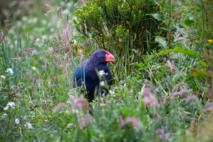 De takahē is terug: bijna uitgestorven, maar nu loopt deze prachtige ...