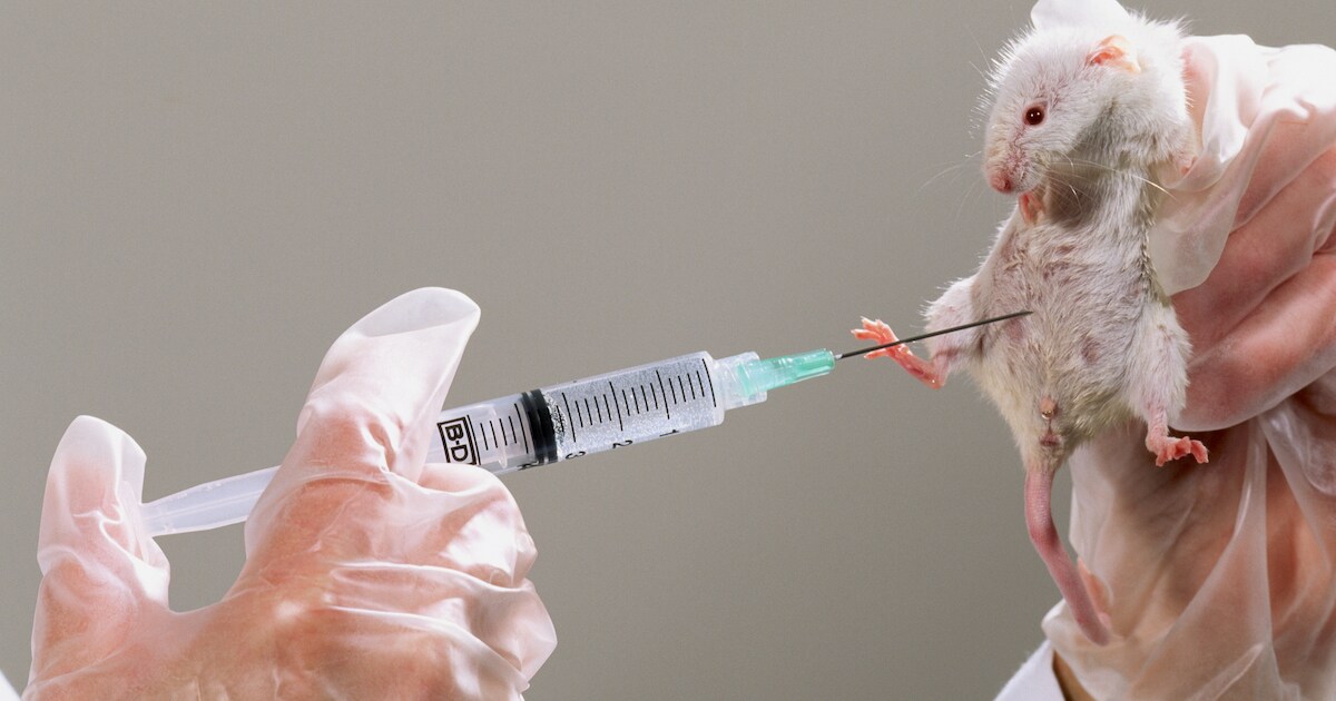 "Meer dan vier op de vijf dierproeven zijn nutteloos" | Dieren | hln.be