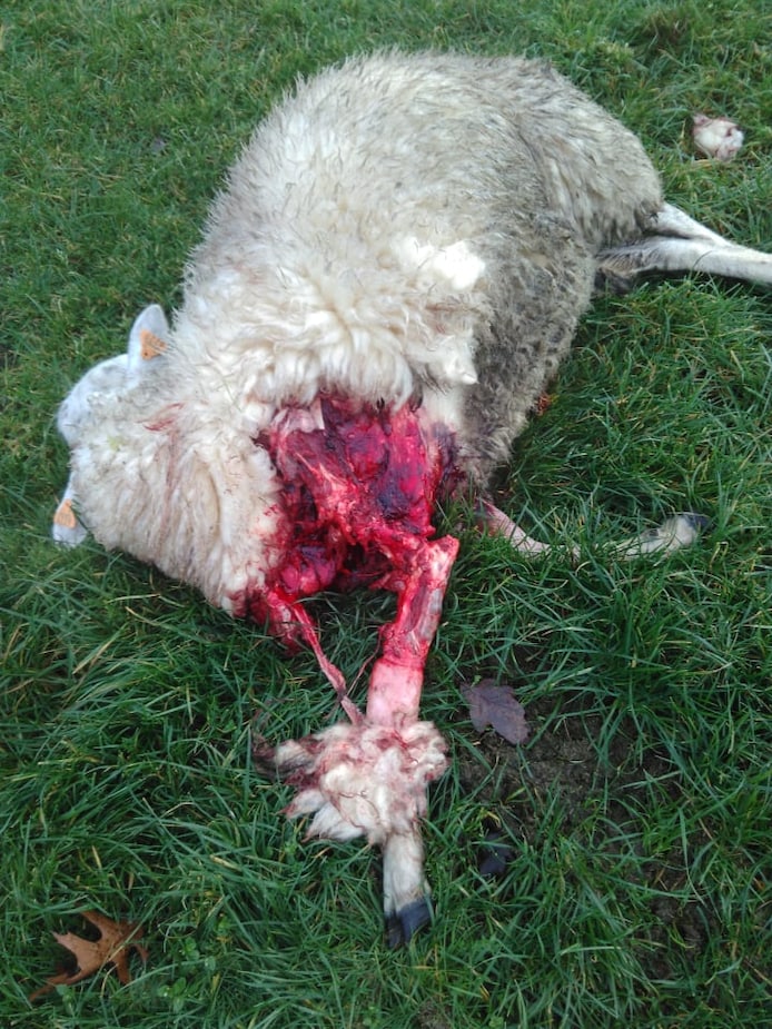 Hongerige wolf bijt opnieuw schaap dood in Zoersel | Zoersel | hln.be