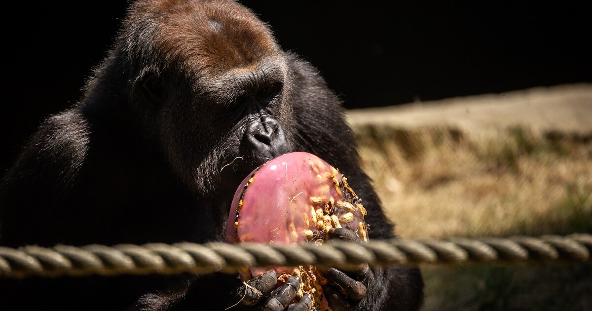 IN BEELD. Antwerpse Zoo trakteert dieren op verfrissende ijsjes | Warmste dag van de zomer | hln.be