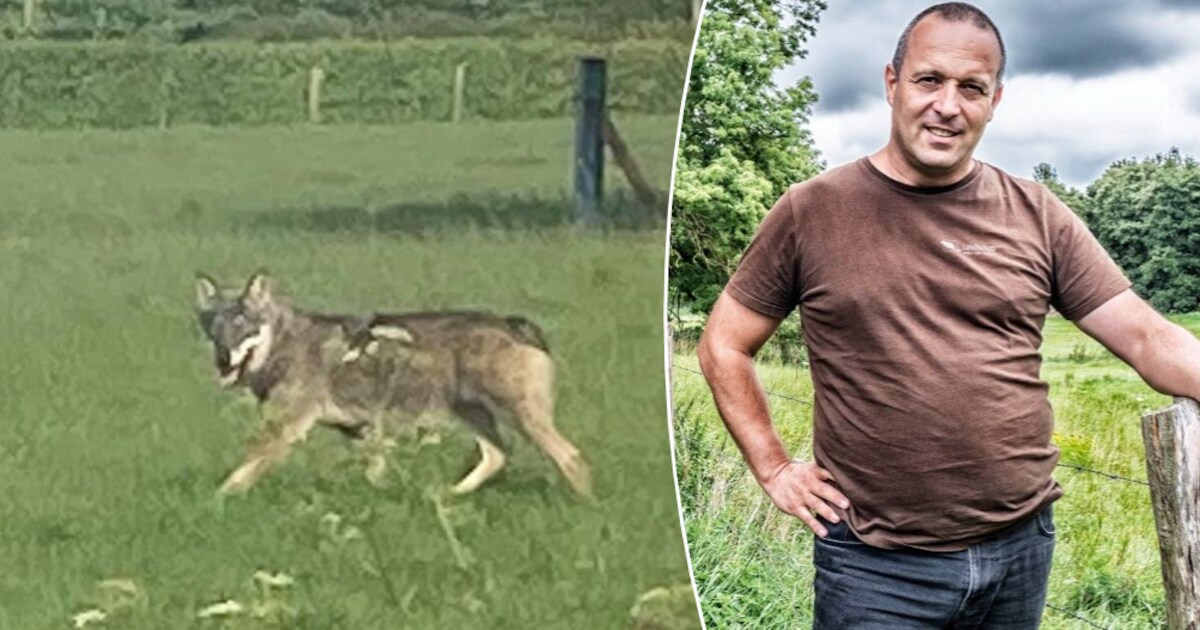 Jan Loos geeft lezing over het leven van de wolf in onze contreien ...