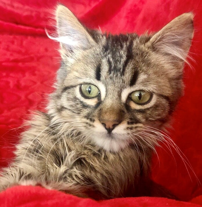 Katje Lee mag blijven leven, FAVV zal samenzitten over terugkeer met ...