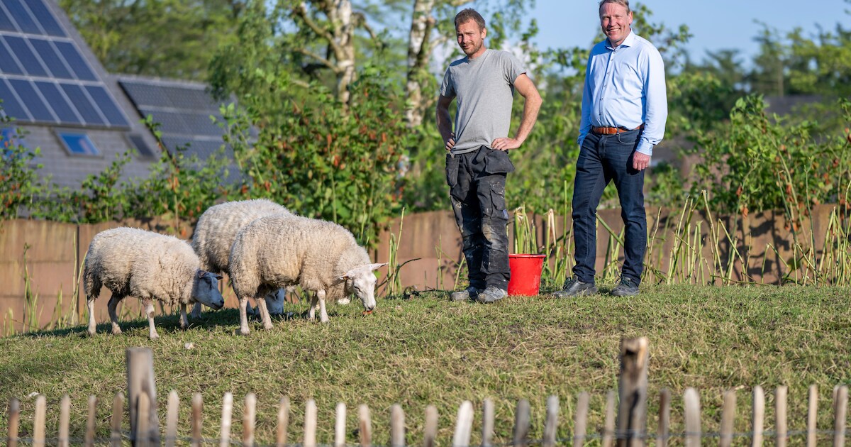 Schapen bestrijden Japanse duizendknoop in Lentepark: “Eerste resultaten zeer positief ...