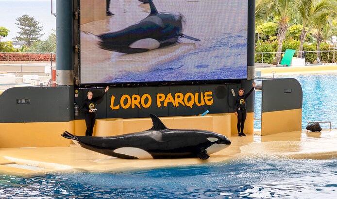 Wereldberoemde orka Keto gestorven in dierenpark op Tenerife: “Wilde ...