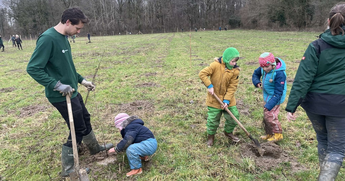 Nieuw bos van 1,6 hectare geplant in Erembodegem: “Bijna 4.300 boompjes ...