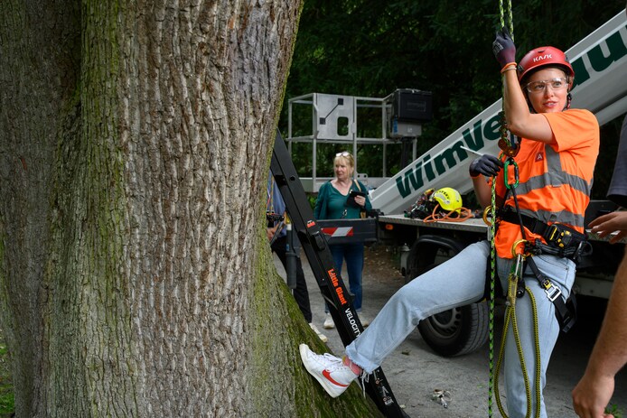 Schepen van Doesburg klimt in enorme eik tijdens bomeninspectie ...